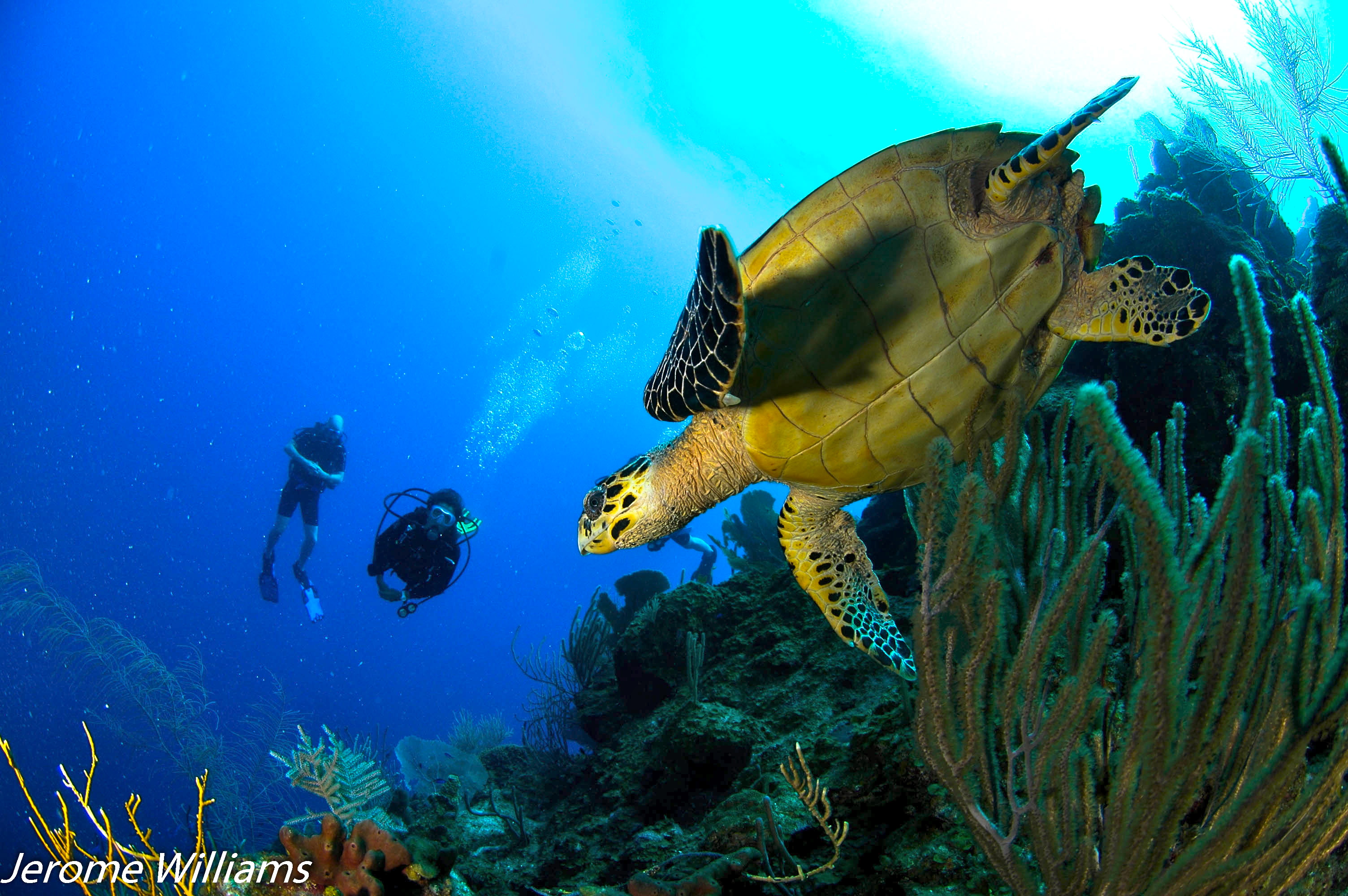 Dive with Locally Owned and Operated Dive Shop in Hopkins, Belize ...