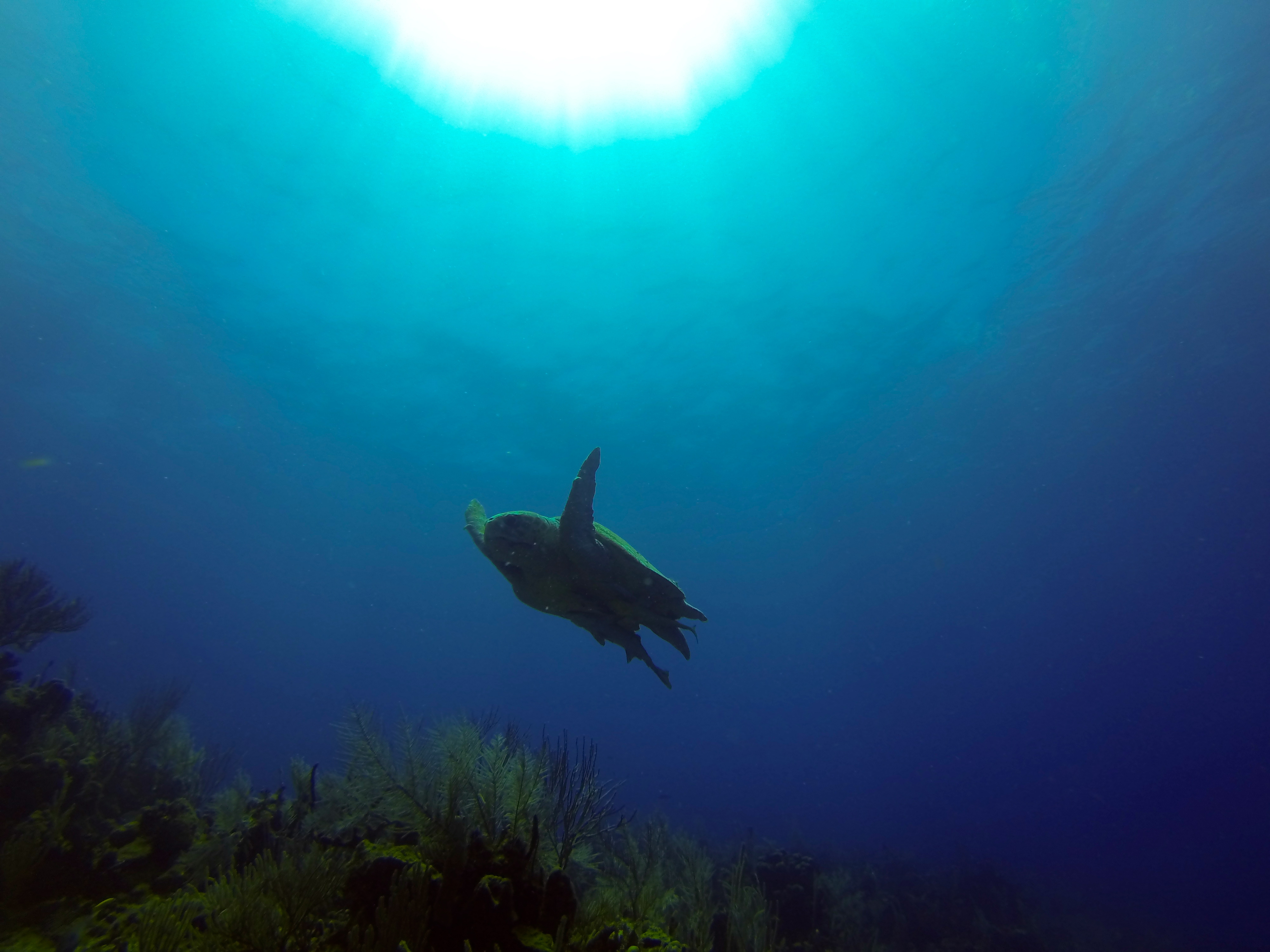 Loggerhead Turtle, South Water Caye Marine Reserve – Dive with Locally ...
